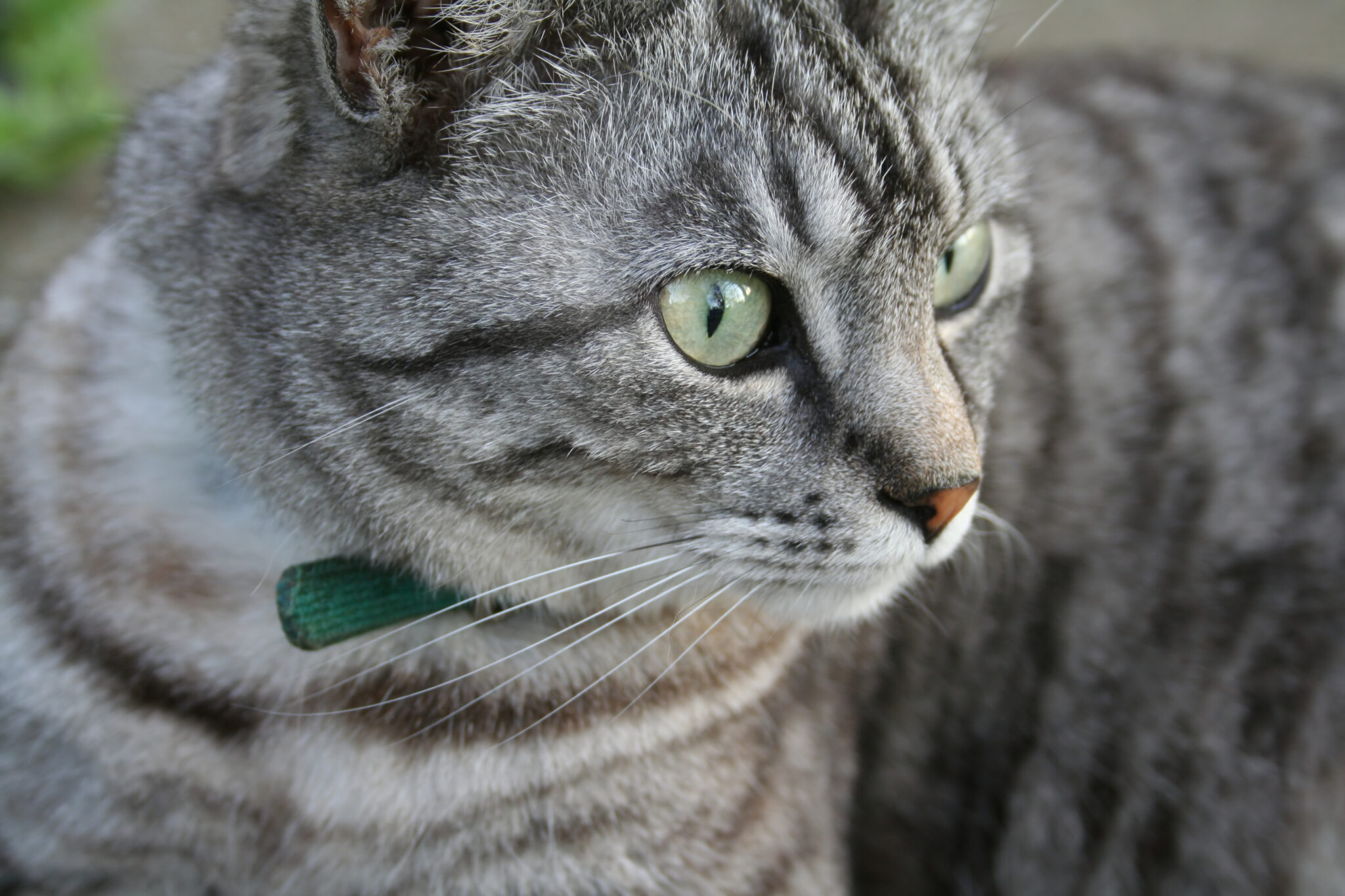 cat - Meridian Veterinary Clinic